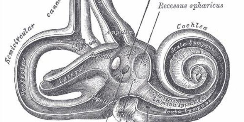 New Route to Hearing Loss Mapped | The Scientist