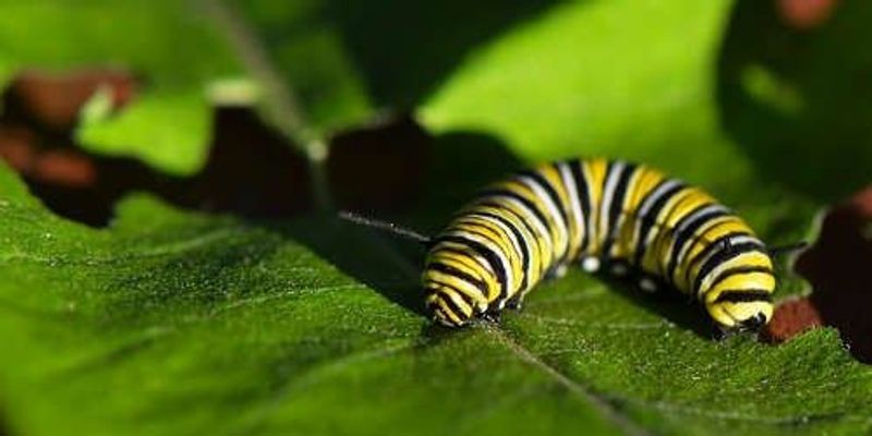 Butterflies Weaponize Milkweed Toxins | The Scientist