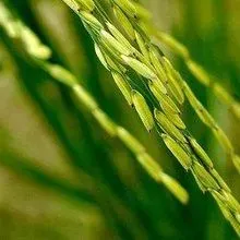 Three Origins for Rice? | The Scientist