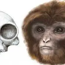 Ape Evolution | The Scientist