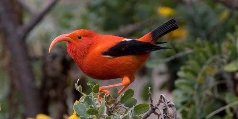 Image of the Day: Red Rarity | The Scientist