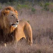 Lions | The Scientist