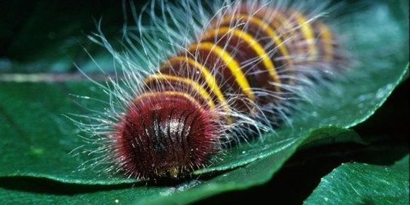 Image of the Day: Toxic Taste | The Scientist Magazine®