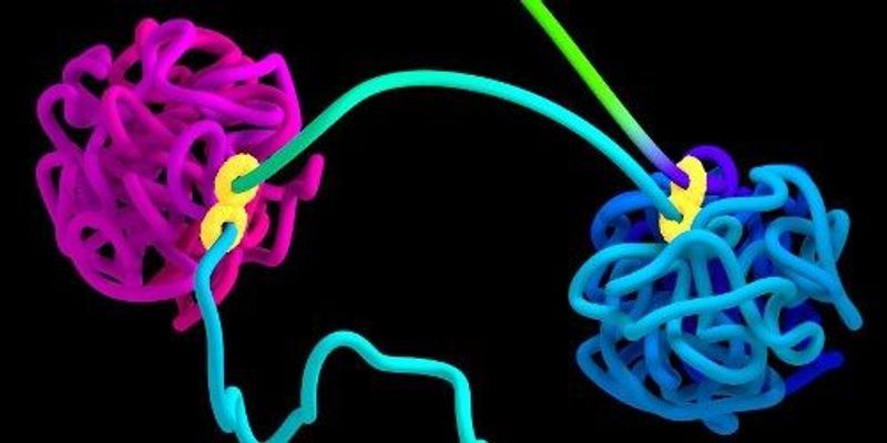 Chromatin Conformation Computed | The Scientist