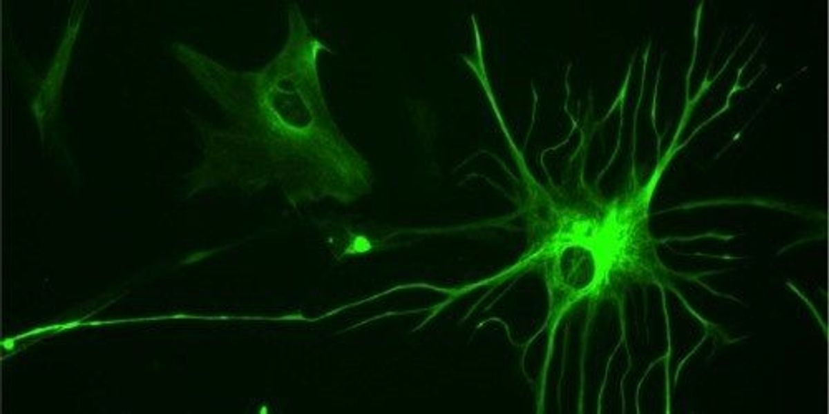 Neurons And Glia
