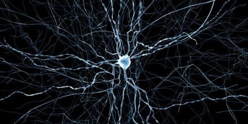 Digital Rat Brain | The Scientist