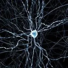 Digital Rat Brain | The Scientist