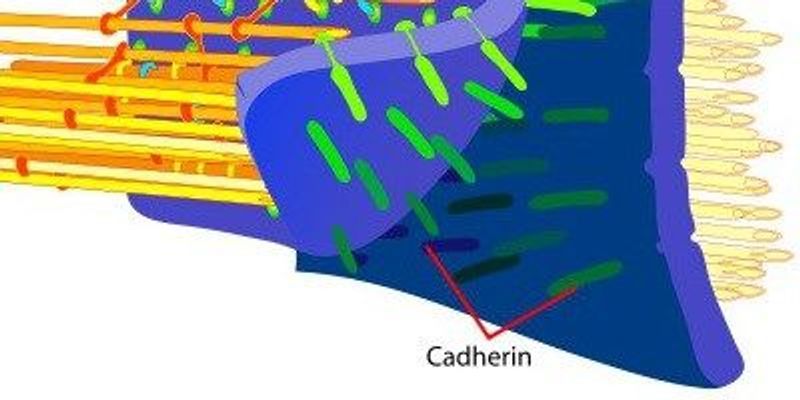 Roche Buys US Biotech | The Scientist