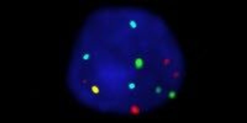 OGT launches Cytocell FISH probe | The Scientist