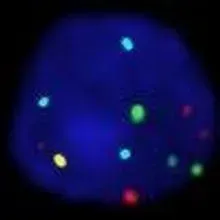 OGT launches Cytocell FISH probe | The Scientist