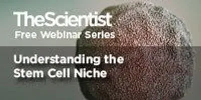Understanding the Stem Cell Niche | The Scientist