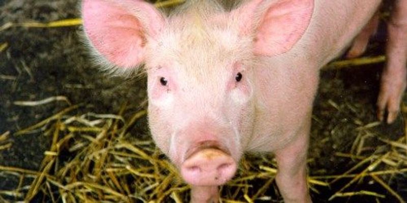Modified Pigs as Organ Donors? | The Scientist