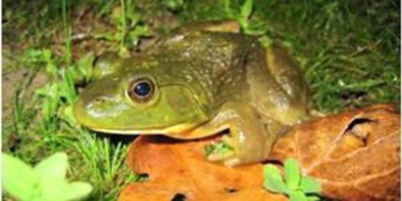 Frog Microbes May Help Fight Disease | The Scientist