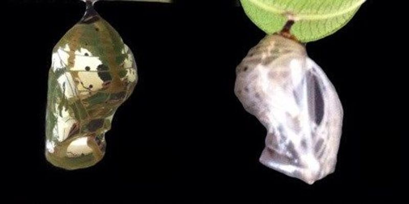 Image of the Day: Shiny Metamorphosis | The Scientist