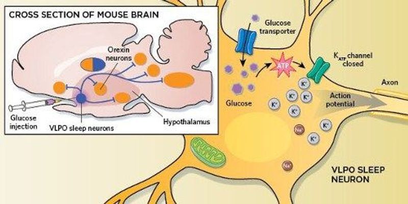 Sugar Coma Model | The Scientist