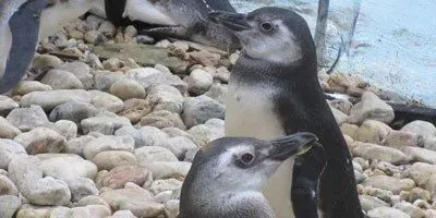 Ocean Sentinels | The Scientist