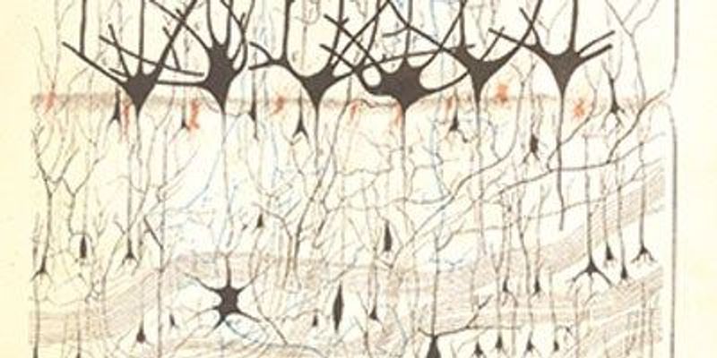 The First Neuron Drawings, 1870s | The Scientist
