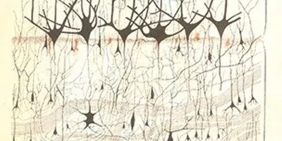 The First Neuron Drawings, 1870s | The Scientist