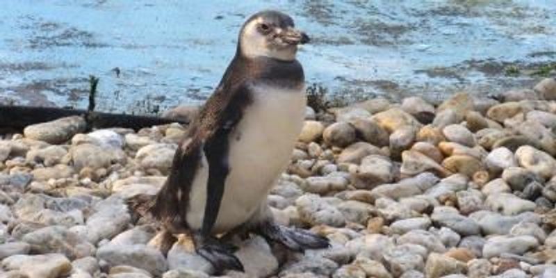 Imperiled Penguins | The Scientist