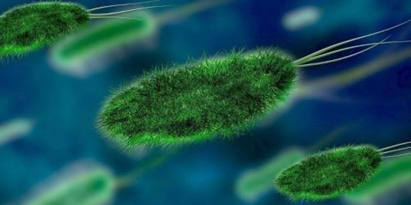 Mislabeled Genomes to be Fixed | The Scientist