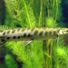 Enamel’s Origins | The Scientist