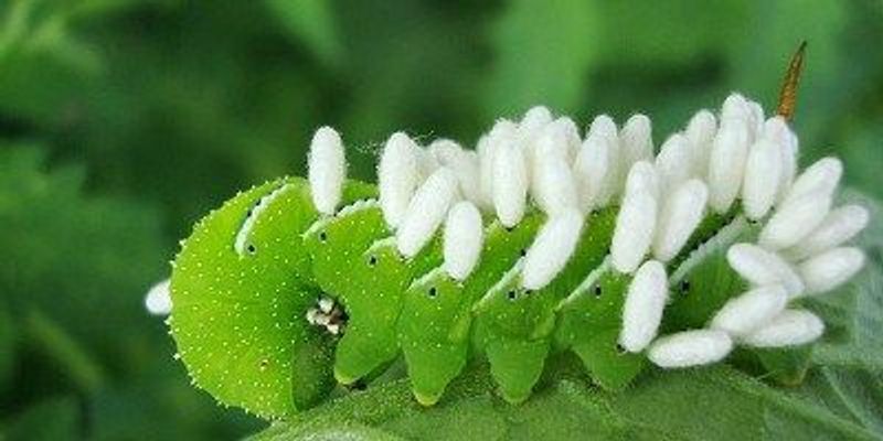 Parasite’s Genes Persist in Host Genomes | The Scientist