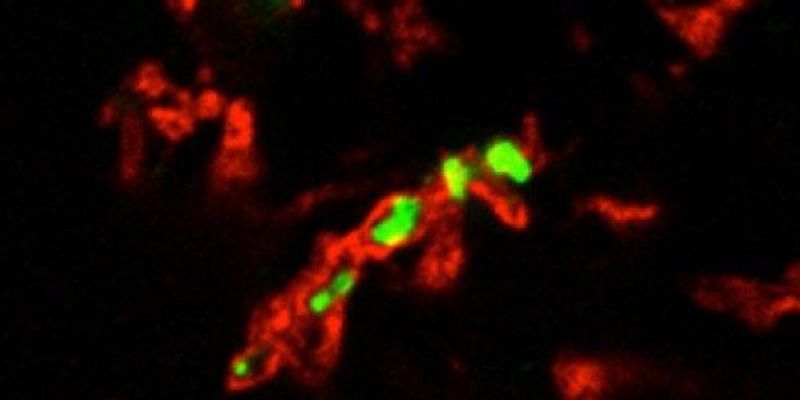 Skin Microbes Help Clear Infection | The Scientist