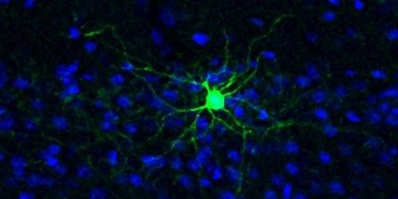 Identity-Shifting Brain Cells | The Scientist