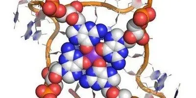 Characterizing DNA Quadruplexes | The Scientist