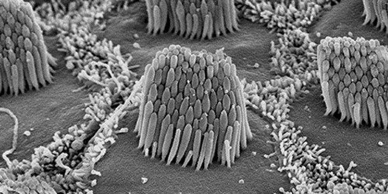 Image of the Day: Tufted Transduction | The Scientist