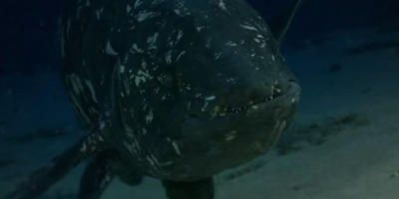 A Fishy Chorus | The Scientist