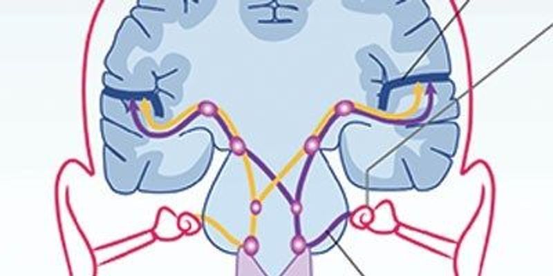 The Sounds of Silence | The Scientist