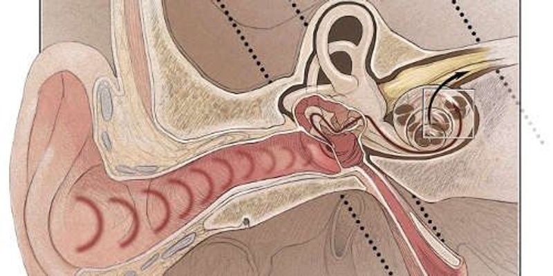 Human Hearing: A Primer | The Scientist