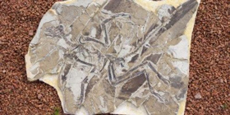 Color Clues in Dino Fossils | The Scientist Magazine®