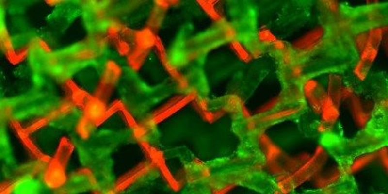 Next Generation: Cell-Covered Fastener | The Scientist