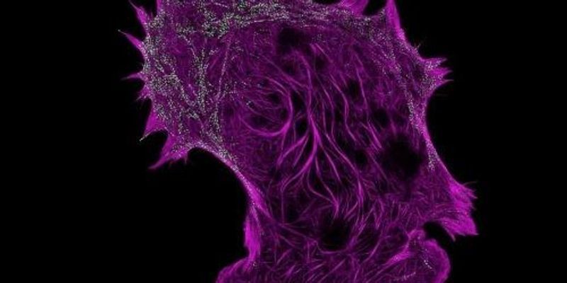 Watching Live Cells | The Scientist