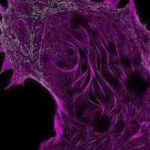 Watching Live Cells | The Scientist