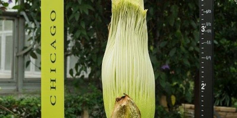 Image of the Day: Late Bloomer | The Scientist