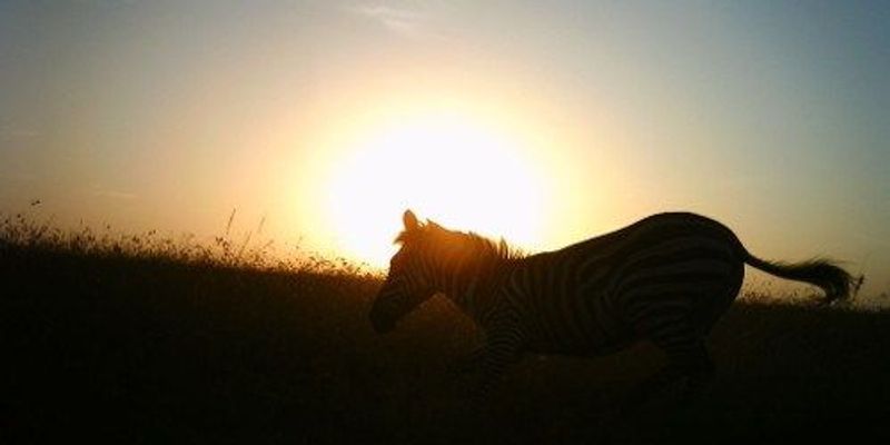 Image of the Day: Sunset Snapshot | The Scientist