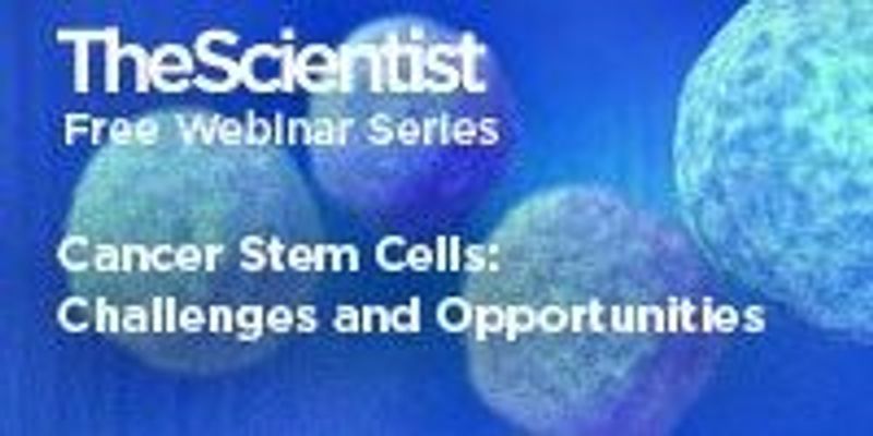 Cancer Stem Cells: Challenges and Opportunities | The Scientist