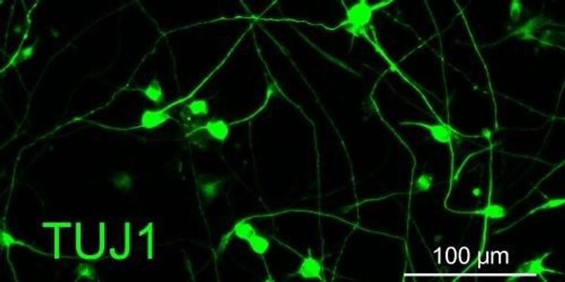 Chemical Cocktails Produce Neurons | The Scientist