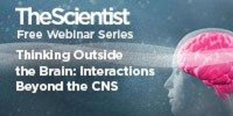 Thinking Outside the Brain: Interactions Beyond the CNS | The Scientist