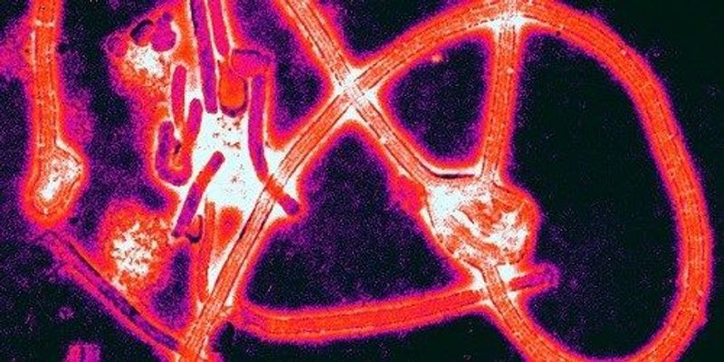 Ebola Vax Success | The Scientist