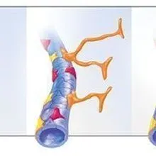 Lymphatics | The Scientist