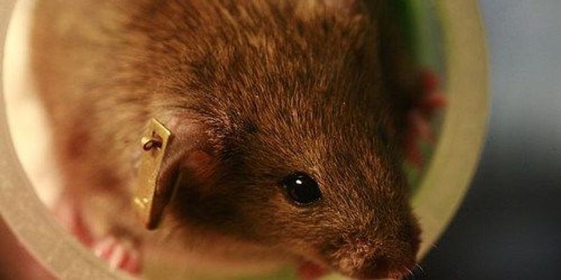 Mouse Study Catalogs Gene Functions | The Scientist