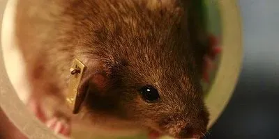 Mouse Study Catalogs Gene Functions | The Scientist