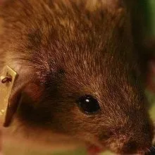 Mouse Study Catalogs Gene Functions | The Scientist