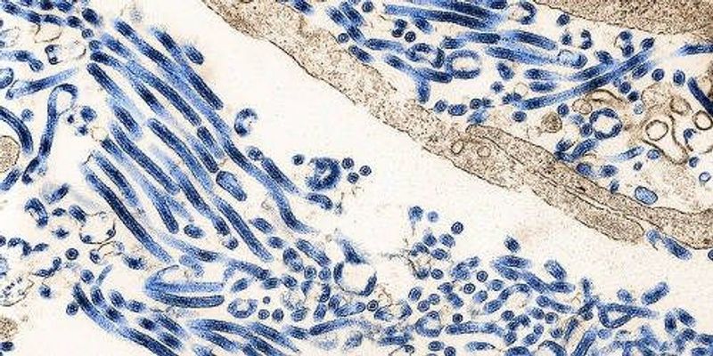 HHS Partners on Ebola Drug | The Scientist