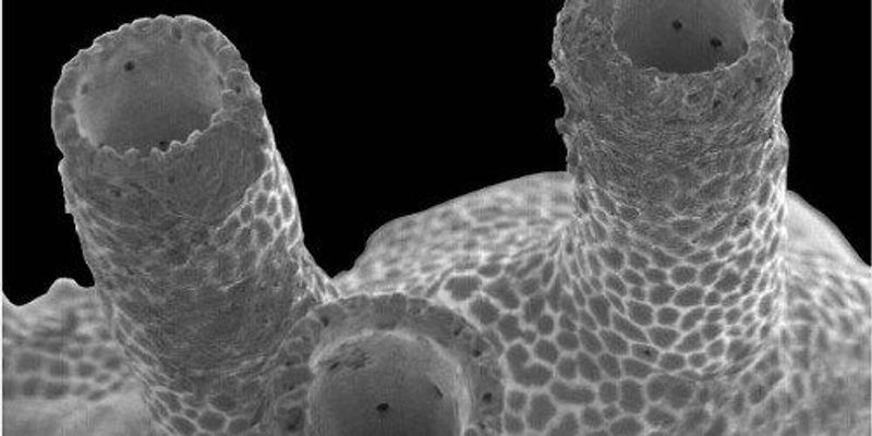 Image of the Day: Coral Bones | The Scientist