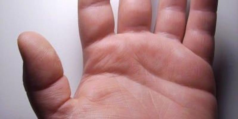 Our Primitive Hands | The Scientist